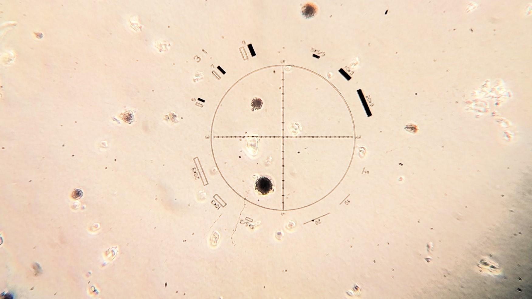 Fire Debris: Soot and Char Contamination Testing: Understanding the ...